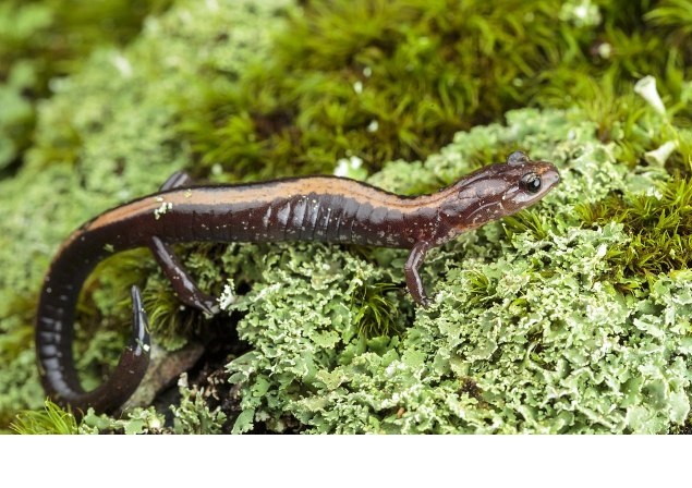 (2024-25 SP) BIOL 215 A | Moodle