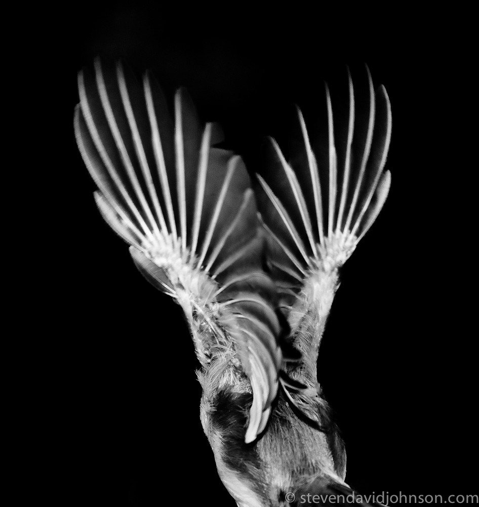 (2024-25 SP) VACA 151 B | Moodle