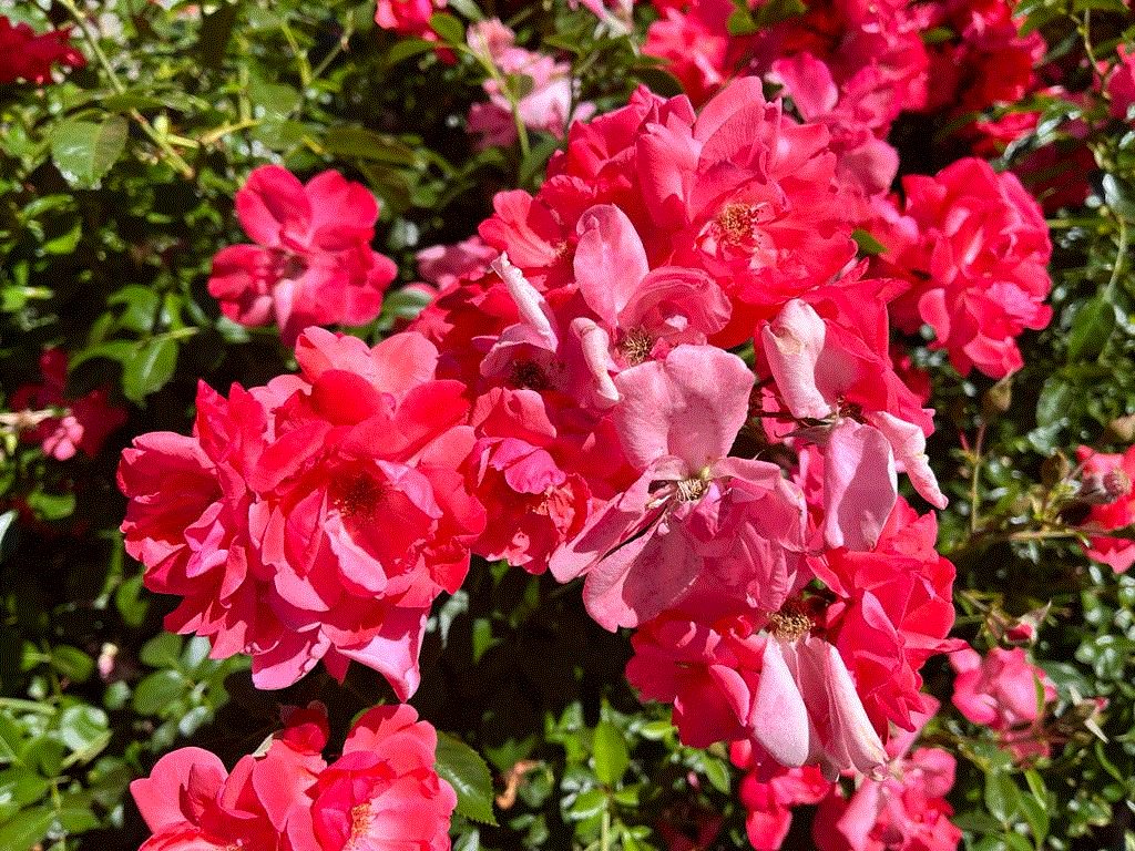 (2022-23 FA) PAX 532 A | Moodle